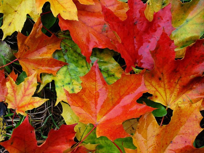 Fall Vow Renewal Inspiration - I Do Still!